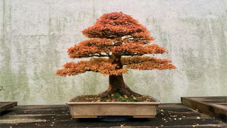 The top 5 most expensive bonsai tree | Most Expensive Magazine