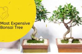 Top 5 Most Expensive Gundam Kits on Amazon