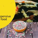 Top 10 Most Expensive Koi Fish in The World | Most Expensive Magazine