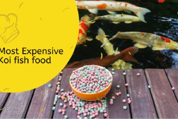 Top 10 Most Expensive Koi Fish in The World | Most Expensive Magazine