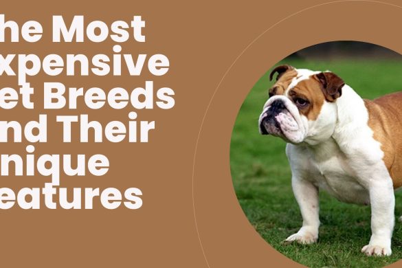 Top 10 Most Expensive Hockey Sticks in the World | Most Expensive Magazine