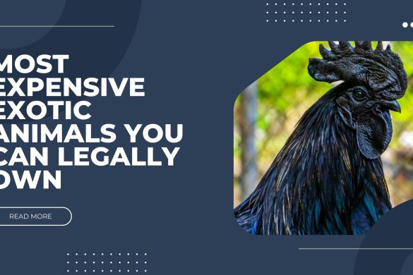 Top 10 Most Expensive Fursuits in the World | Most Expensive Magazine