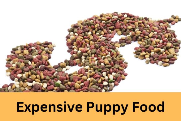 Top 10 Most Expensive Koi Fish in The World | Most Expensive Magazine