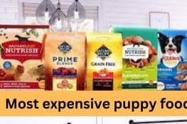 Top 10 Most Expensive Pearls in the World | Most Expensive Magazine